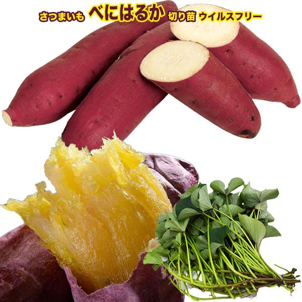 【農林水産省 登録品種（登録名：べにはるか）】 海外持出禁止（公示「農林省HP」参照）さつまいも 【 べにはるか 】　ウイルスフリー 切り苗糖度が高く、ネコブセンチュウや立枯れ病にも抵抗性があります。定植後4ヶ月ほどで収穫となります。特に蒸...