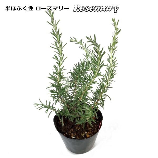 【 ローズマリー 半ほふく性タイプ 】 ポット苗　香りがステキなハーブ 丈夫！　半ほふく性タイプ！地中海沿岸に分布する常緑性の低木です。強い芳香があってハーブとして利用されるほか、低い位置でよく茂り、姿がある程度まとまるので庭木や境界垣、花...