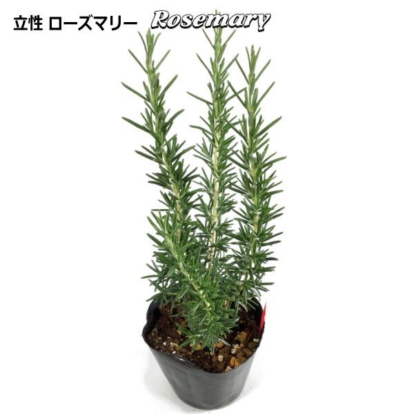 【 ローズマリー 立性タイプ 】 ポット苗　香りがステキなハーブ 丈夫！　立性タイプ！地中海沿岸に分布する常緑性の低木です。強い芳香があってハーブとして利用されるほか、低い位置でよく茂り、姿がある程度まとまるので庭木や境界垣、花壇の縁取りな...