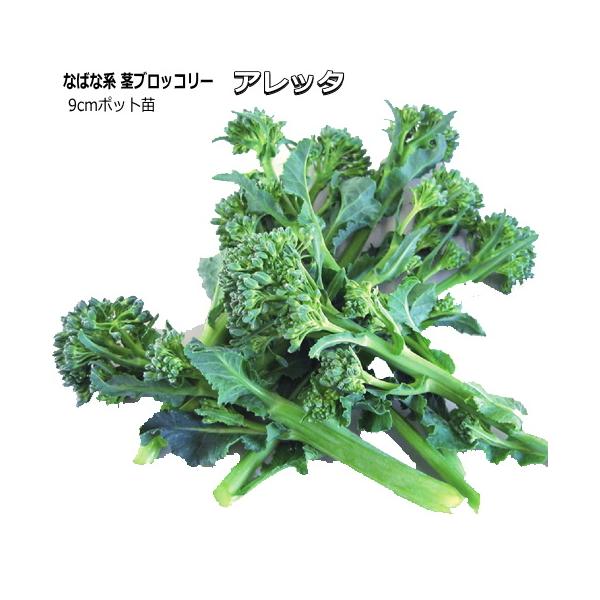 【農林水産省 登録品種（登録名：アレッタ）】茎ブロッコリー【 アレッタ 2号 】 9cmポット苗　ケールとブロッコリーを交配した新野菜♪「アレッタ」は、ブロッコリーとケール（青汁の原料として用いられている野菜）を掛け合わせた野菜です。（三重...
