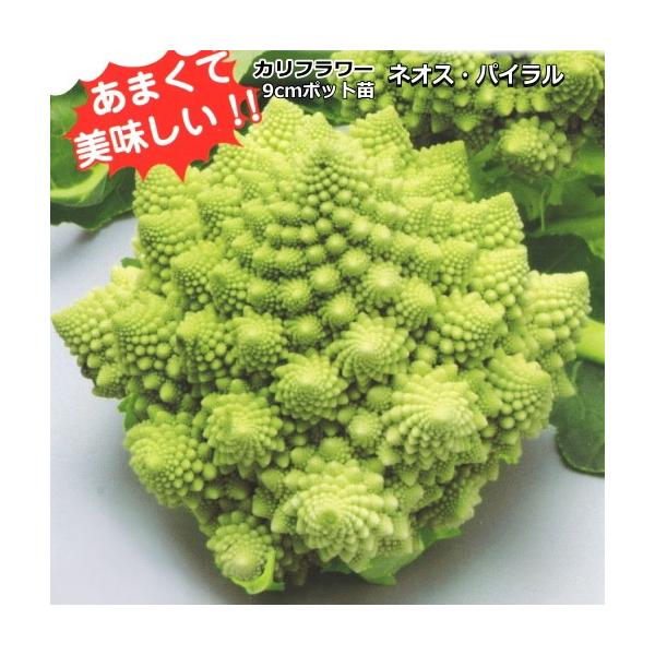 −特徴-　幾何学的な形状　黄緑色　甘くて美味しい　 暑さに強く　形が崩れにくく甘くて美味しい　早生種  　秋冬どり：定植後90日程の年内収穫 　春〜初夏どり：定植後65〜70日程度 −栽培方法-株間は40〜45cm程と広くとり、密植を避けま...