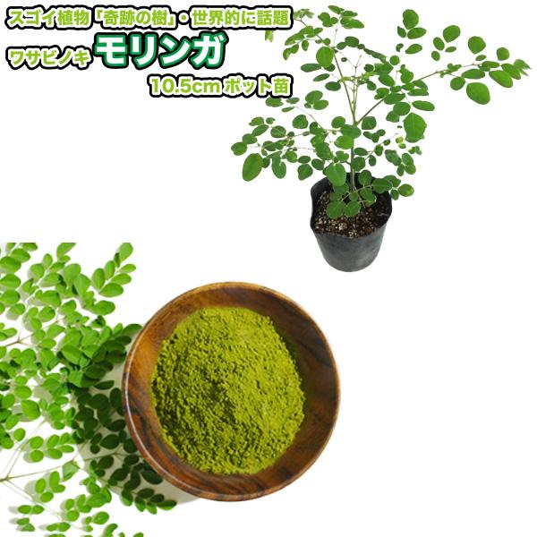 【 Moringa　モリンガ 】（わさびの木・マルンガイ）10.5cmポット苗西洋ワサビの木《熱帯果樹苗》北インドやフィリピンで多く栽培されている植物です。ベトナム風うどん「フォー」やアジアンチャーハン「ナシゴレン」の添え物として使われるア...