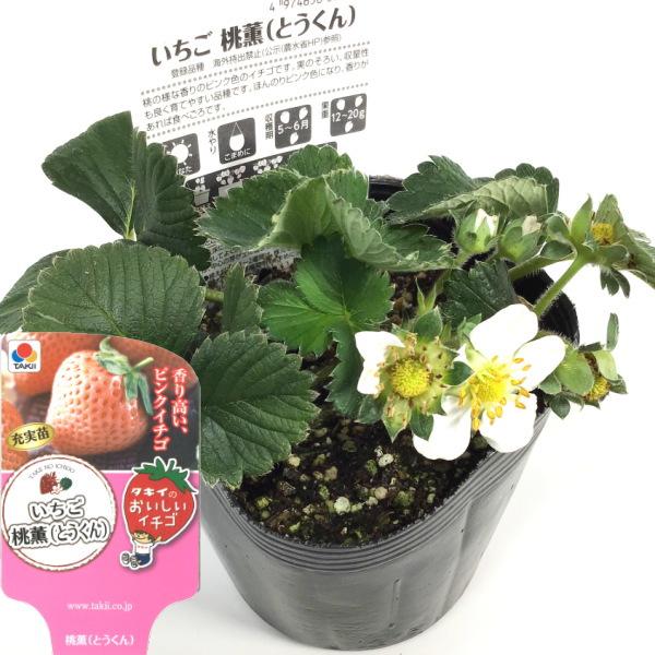 いちご 【 桃薫（とうくん） 】 ポット苗　「桃」の香りがする　白っぽいピンク色のイチゴ♪熟しても果皮は薄い桃色のままで、通常のいちごのように赤くなりません。果実は円錐〜球形で少し光沢があり、果肉は中心まで真っ白。甘味と酸味が調和していて、...