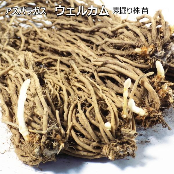アスパラガス 【 ウェルカム 】　素掘り苗−特徴−アスパラガスは根に蓄えた養分をエネルギーにして、萌芽を活発化させる性質を持っています。太くて甘いアスパラガスを採るには、いかに充実した地下茎を養生するかがポイントとなります。アスパラは収穫ま...