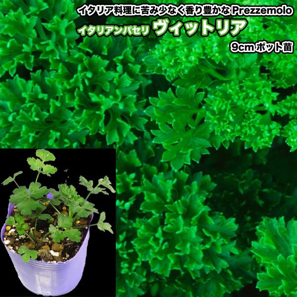 イタリアン パセリ 【 ヴィットリア 】　9cmポット苗−特徴− イタリア料理に苦み少なく香り豊かな Prezzemolo苦みが少なく香り豊かなイタリアンパセリ常時栽培しておきたいイタリア料理の定番野菜あらゆる料理や飾りにも、アンチョビやワ...