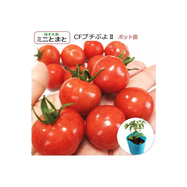ミニトマト 【 CFプチぷよ 】　9cmポット 接ぎ木苗果皮がとっても薄く、とろけるような食感のミニトマトです♪糖度が高く、風味に富んで食味は抜群！ 果実は赤色で強い光沢を呈し、果皮に弾力があり、ほとんど裂果しません。 果形は偏円から球形を...
