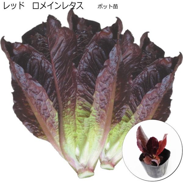 レタス 【 レッドロメイン 】 9cmポット苗　通常のロメインレタスのような苦味は、ほとんどなく、甘味が強い白菜型レタス♪赤色の発色が良く、栽培しやすい。株間25cm前後で植えつけます。シャキシャキした歯切れのよい食感で、シーザーサラダ、炒...