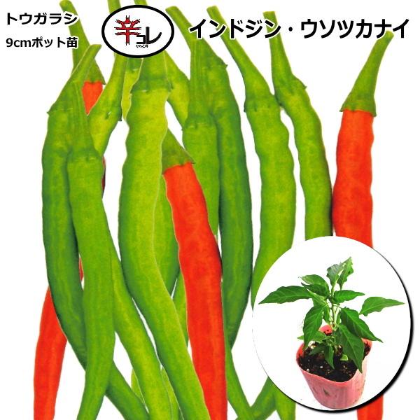 辛唐辛子 プサジュエラ 【 インドジン・ウソツカナイ 】 ポット苗　生のまま箸休め的にかじって食べたり、カレーの味付け等インドで一番多く使われている品種！インド人も納得の辛さ、ワタ部を除くと辛みはやや和らぎます。香りと辛さを楽しむ品種です。...