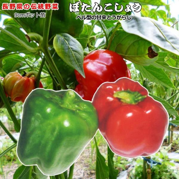 甘辛とうがらし 【 ぼたんこしょう 】 9cmポット　「信州中野の伝統野菜」 ベル型の甘辛　生で、焼いて、炒めて 程良い辛さがくせになる！　長野県中野市を主な産地とする、ピーマン型をした唐辛子。上から見ると「牡丹の花の形」のようにも見える事...
