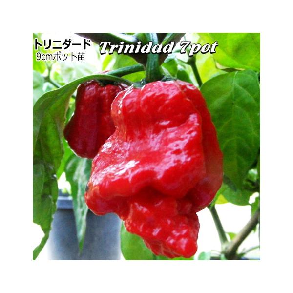辛とうがらし【 Trinidad 7pot トリニダード 】 ポット苗　大変辛いのでご注意ください！　スコヴィル値：120万前後植え付けの時期は、霜の降る恐れがなく、外気温18℃以上の4月中旬以降が適期です。 苗は大きくなるので、株間を60...