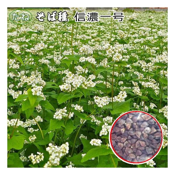 信州で改良された、味が良く収量も多い大粒のそばの種です。夏〜秋まきに適します。 草丈は85cm前後で耐病性があり、倒伏も少なく、粒の大きい良質の実が沢山収穫できる品種。雑草や病害の心配がほとんどなく無農薬栽培も可能。開花期間も長く観賞用とし...