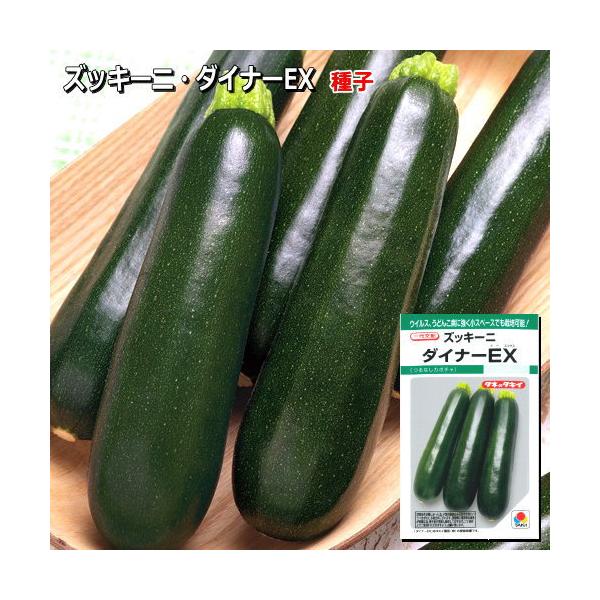 ズッキーニ【 ダイナー EX 】 種子　---------------------------ウイルス、うどんこ病に耐病性をもつ早生で多収の緑皮ズッキーニ！【特徴】・ズッキーニ「ダイナーEX」は、ウイルスやうどんこ病に対する優れた耐病性を持...