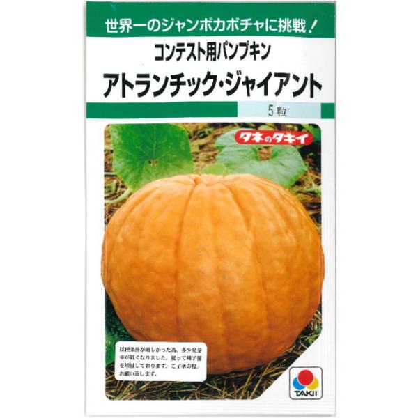 コンテスト用パンプキン【 アトランチック・ジャイアント 】 種子　---------------------------大きさを競うカボチャで、食べても美味しくはありません。全国各地で行われる秋の農業祭などで、驚くほどの大きさと重さを競うカ...