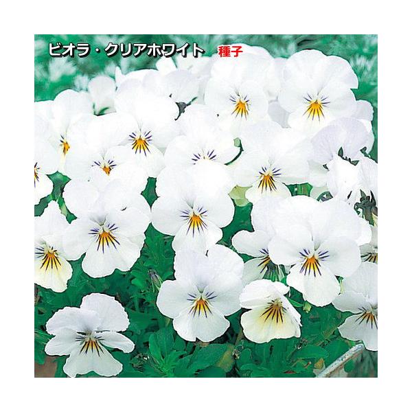 ★小袋種子の配送便と送料についてお願い小袋種子のみのご注文は、メール便にて全国一律195円で送付させて頂きます。ご注文時から概ね３日間ほどで出荷します。 代引き・着日時間指定は出来ませんので、予めご了承願います。