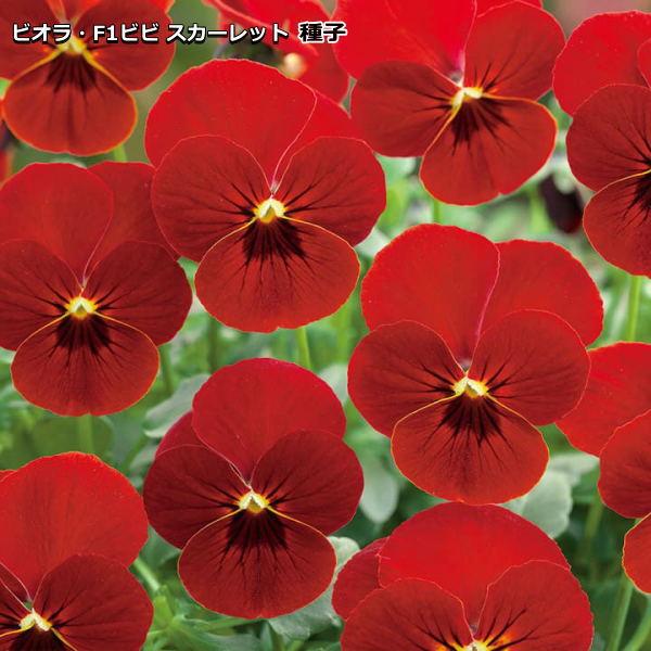 ビオラ【 F1ビビ　スカーレット 】 種子　---------------------------濁りのない朱赤色！花色は明るい朱赤色で、低温期でもすっきりした明るい赤色を保ちます。【F1ビビ系】花色の豊富さと、冬も咲く抜群の連続開花性！丈...