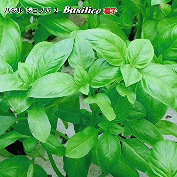 ★小袋種子の配送便と送料についてお願い小袋種子のみのご注文は、メール便にて全国一律180円で送付させて頂きます。ご注文時から概ね３日間ほどで出荷します。 代引き・着日時間指定は出来ませんので、予めご了承願います。