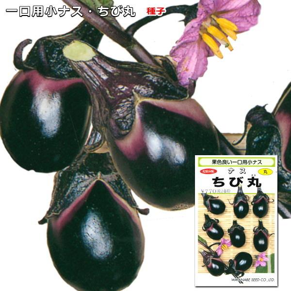 ★小袋種子の配送便と送料についてお願い小袋種子のみのご注文は、メール便にて全国一律195円で送付させて頂きます。ご注文時から概ね３日間ほどで出荷します。 代引き・着日時間指定は出来ませんので、予めご了承願います。--------------...