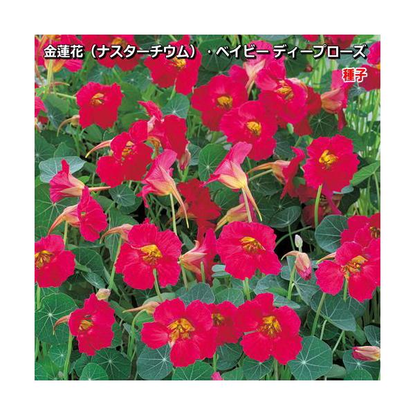 ★小袋種子の配送便と送料についてお願い小袋種子のみのご注文は、メール便にて全国一律195円で送付させて頂きます。ご注文時から概ね３日間ほどで出荷します。 代引き・着日時間指定は出来ませんので、予めご了承願います。--------------...