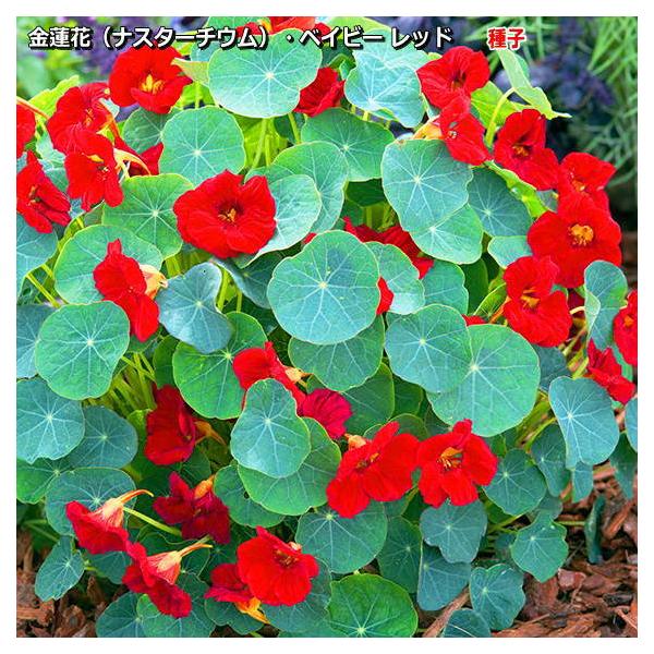 金蓮花（ナスターチウム）【 ベイビー レッド 】 種子　---------------------------濃いめの赤色花と 葉の美しいコントラストが魅力的！【ベイビー系】 特徴的な花色と深みのある緑葉が美しいユニーク品種。株はコンパクト...