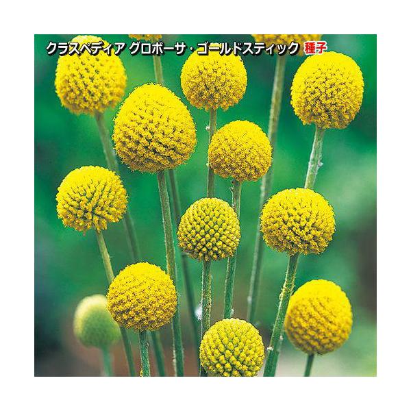 クラスペディア グロボーサ【 ゴールドスティック 】 種子　---------------------------目を引くユニークな花姿！　切り花やドライフラワーに♪真っすぐ伸びた花茎の先につく、ピンポン玉大の明黄色花がユニーク。ドライフラ...