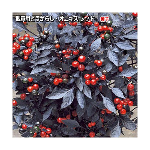 【農林水産省 登録品種（登録名：TF802）】 自家増殖の許諾不可---------------------------観賞用とうがらし【 オニキス レッド 】 種子　---------------------------矮性でコンパクトな...