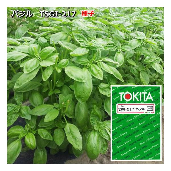 バジル 【 TSGI-217 】 種子　---------------------------ベと病に極めて強い耐病性を持ち　ジェノベーゼとしての香り・形状は最高！「バジル TSGI-217」は、ベと病に極めて強い耐病性を持つ、ジェノベーゼ...