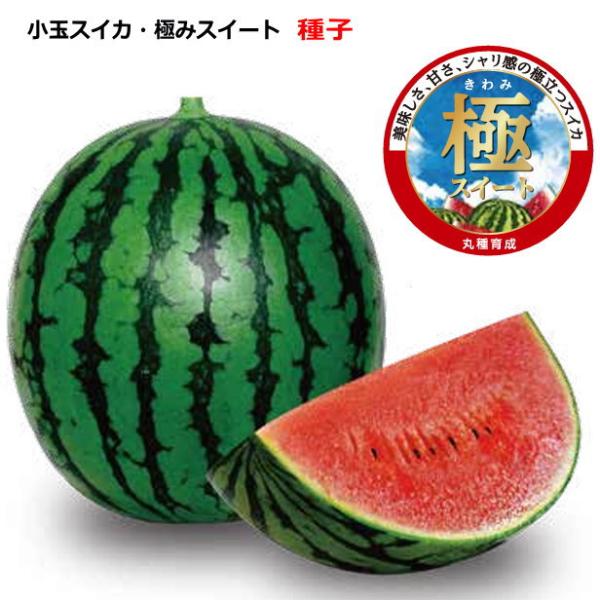小玉スイカ 【 極みスイート 】 種子　---------------------------シャリ感強く高糖度！ 食味に優れた小玉スイカ！【特性】1.糖度の高さと強いシャリ感が特長の非常に食味が良い縞皮小玉スイカです。2.果形は正球型で果...