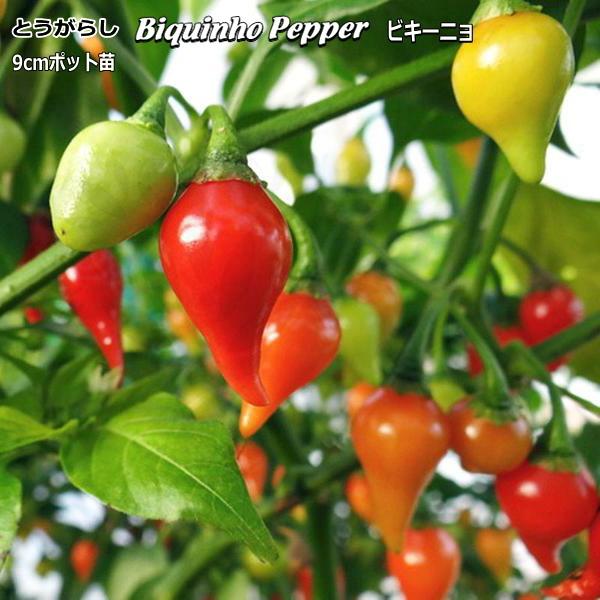 甘唐辛子 【 ビキーニョ 】 Biquinho Pepper 9cmポット苗　辛味マイルド　丸ごと料理　ピクルスにもお勧め！　耐暑性に優れ作りやすく多収。果肉は薄く、フルーティーな香りがあり辛味は少ない。ブラジルのシュラスコのレストランでは...