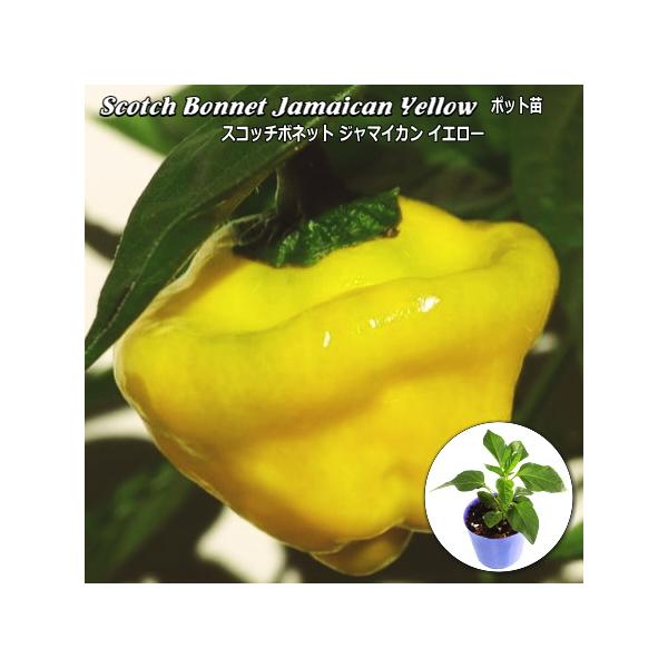 辛とうがらし【 Scotch Bonnet Jamaican Yellow スコッチボネット ジャマイカン イエロー 】 ポット苗牛肉料理やカレー、一味などに利用されます。とても辛いので少量にし、実の取り扱いにはご配慮ください。観賞用として...