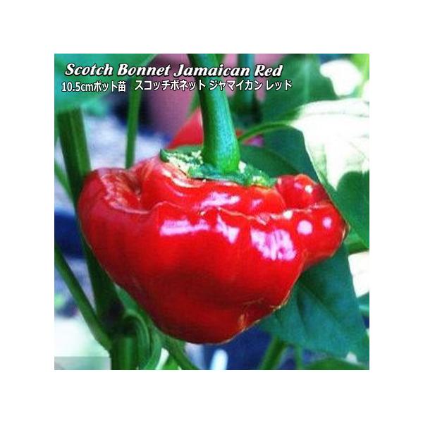 辛とうがらし【 Scotch Bonnet Jamaican Red スコッチボネット ジャマイカン レッド 】 ポット苗　-----------------------------------辛いのでご注意ください！　スコヴィル値：15万...