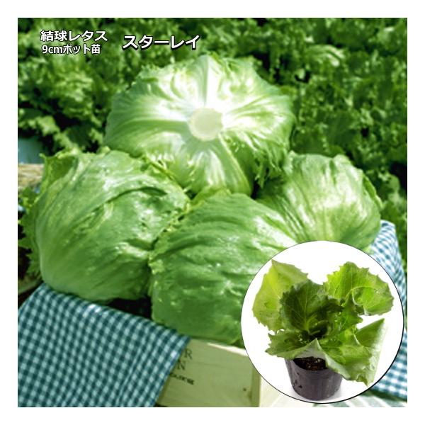 【農林水産省 登録品種（登録名：タフラック）】 結球性と玉肥大のバランスが良い　春・秋取りの早生種。包被性にすぐれた扁円球の形で、結球レタスの中でも作りやすい品種です。畝幅40cm前後、株間30cm前後が標準の目安です。