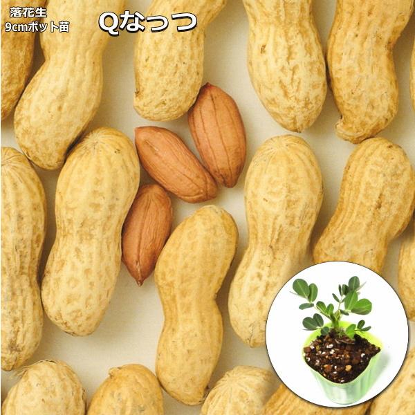 【農林水産省 登録品種（登録名：千葉P114号）】 海外持出禁止（公示「農林省HP」参照）落花生 【 Qなっつ 】　 9cmロングポット苗　はっきりした甘み！ 綺麗な白いさや(殻)！　口に入れた瞬間の甘さが際立って甘いです。とても分かりやす...