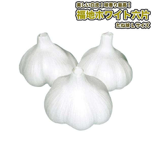◆栽培ポイント ニンニクの生育は、土質のよしあしや畑の準備いかんによって大きく左右されます。肥沃（ひよく）で排水性がよく、耕土の深い状態になるように、土づくりの際は完熟堆肥（たいひ）をたっぷりと施し、十分に耕しておきます。植え付け前にあらか...