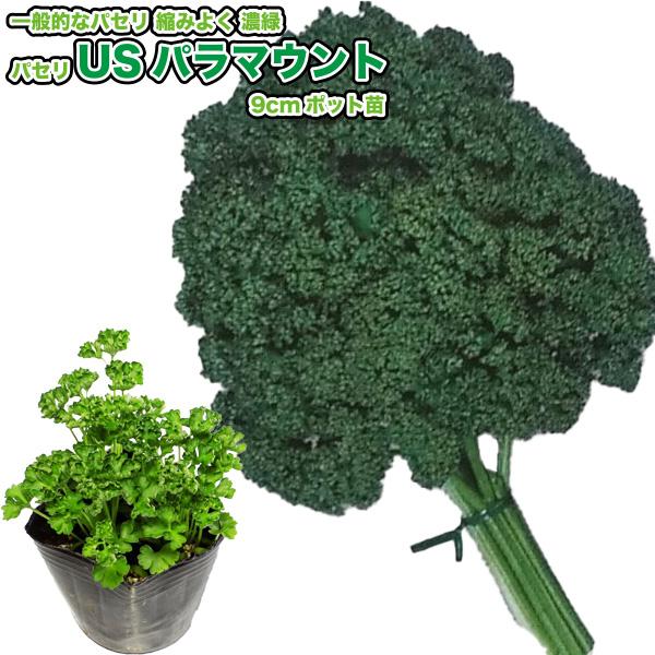 パセリ 【 USパラマウント 】 ポット苗　一般的なパセリで、縮みがよく 濃緑♪耐暑性、耐寒性に優れ、生育旺盛・高温期でもカールが比較的安定し、平葉になりにくい。強い日照を必要とせず、半日陰でよく育つため、室内のキッチンガーデニングにもお勧...