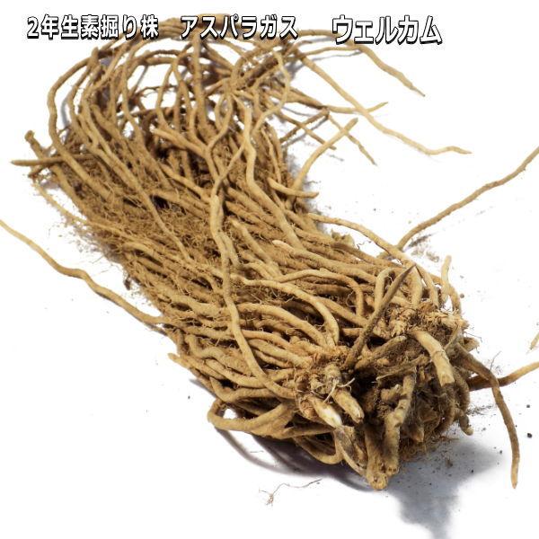 アスパラガス 【 ウェルカム 】　素掘り苗−特徴−アスパラガスは根に蓄えた養分をエネルギーにして、萌芽を活発化させる性質を持っています。太くて甘いアスパラガスを採るには、いかに充実した地下茎を養生するかがポイントとなります。アスパラは収穫ま...