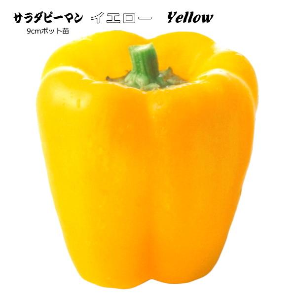 実生 カラーピーマン 【 サラダピーマン・イエロー 】 ポット苗完熟収穫用のカラフルピーマン　肉厚で甘く サラダ用！鮮やかなカラーで、果形：ベル型、果長：11cm前後、果径：9cm前後、果重：180g〜200g程。 果肉は肉厚で、甘みがあり...