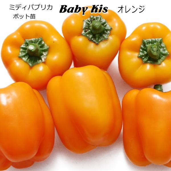 実生ミディーパプリカ 【 ベイビーキス・オレンジ 】ポット苗果重70〜80g程のお手ごろサイズのミディーパプリカ。開花後50日程で色付き、着果がよく沢山収穫できます。畑でもプランタ ーでもラクラク栽培が可能です。定植の株間は40cm程が目安...