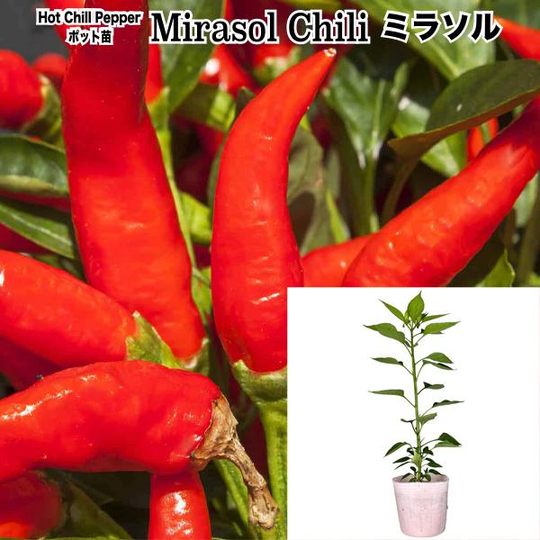 辛とうがらし 【 Mirasol Chili (Chile Guajillo) ミラソル（チレ・ワヒーヨ） 】　ポット苗ペルー料理やメキシコ料理に　非常に一般的な唐辛子♪果実は大きくマイルドな味で、スコヴィル値は、2,500〜5,000と辛...