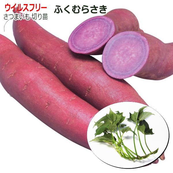 【農林水産省 登録品種（登録名：ふくむらさき）】 海外持出禁止（公示「農林省HP」参照）さつまいも 【 ふくむらさき 】　切り苗------------------------------------高糖度！　しっとりと甘く焼き芋や蒸しイモ...