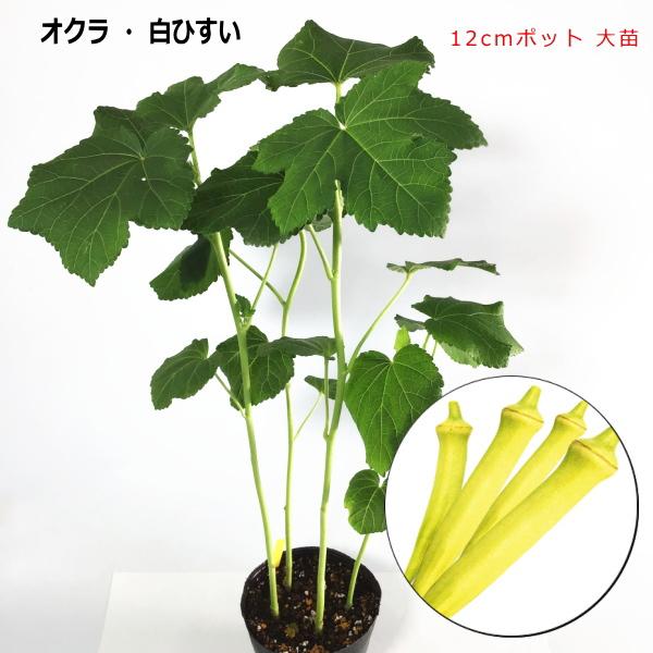 白オクラ【 白ひすい 】　ポット苗普通のオクラに比べ、莢がやわらかくスジが入りにくいのが特徴。粘りも強く、アクが少ないので、サラダなど生食としても美味しい。オクラは直根性で移植適応性が低い作物なので、なるべく根を切らないよう（ポットの土を崩...