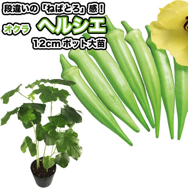 オクラ 【 ヘルシエ 】　12cmポット植え 大きな苗段違いのねばとろ感！　パステルグリーンのやわらか丸莢！肉厚でやわらかくおいしいパステルグリーンの丸莢種。オクラ特有の粘りがとくに強く、従来のオクラに比べ、水溶性ペクチン（食物繊維）の含有...