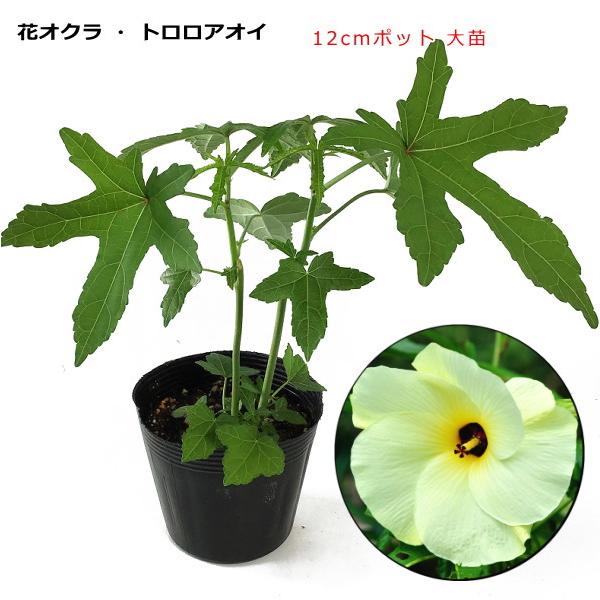 花オクラ 【 とろろあおい 】 花野菜（エディブル・フラワー）　12cmポット植え大きな苗花弁を生のままサラダにしたり、天婦羅、湯がいて三杯酢などで酢の物として食される。特有のぬめりがあり美味ですが、一日花であるため市場にはほとんど流通しな...