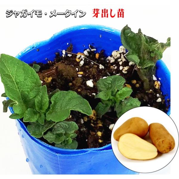 −特徴 − イモの収量は、男爵よりも多い。食味は極めて優秀だが、多肥栽培では食味が低下するので注意しましょう。　熟期：中生　サイズ：中　形状：長楕円　休眠：中　作型：春　皮色：白黄　肉色：白　肉質：粘質系　お勧め料理：カレー・シチュー  −...