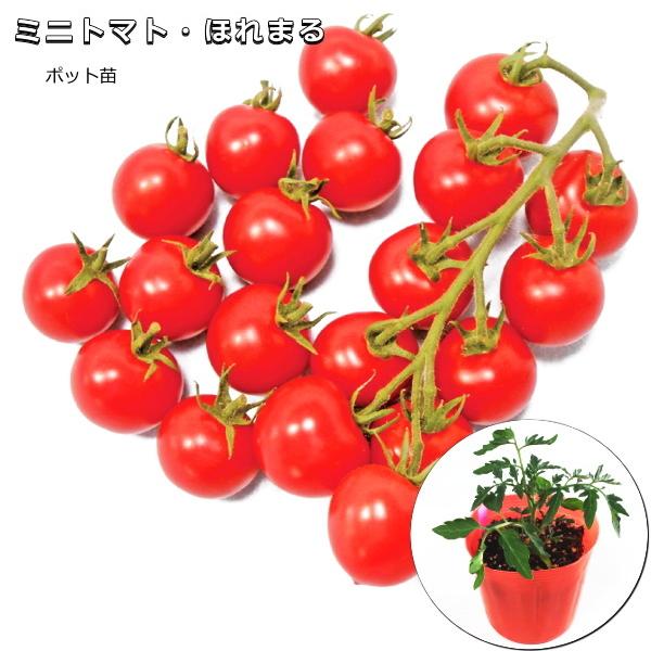 ミニトマト 【 ほれまる 】 実生ポット苗　惚れた　大人の芳醇トマト！今までにない新食感のミニトマト。果皮の歯ざわりよく、ゼリーが少な目なのでサクサクとした食感が楽しめます。味は濃厚で、甘みがあります。裂果は比較的少ない。果重：25g前後葉...