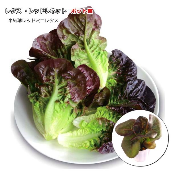 ロメインレタス 【 レッドレネット 】 9cmポット苗　色どり鮮やかな　半結球レッドミニロメインレタス♪外葉コンパクトで密植栽培のできる半結球レッドミニレタス（球重150〜200ｇ）。葉はテリのある濃赤色で葉肉が厚く、葉先の赤色と中心部の緑...