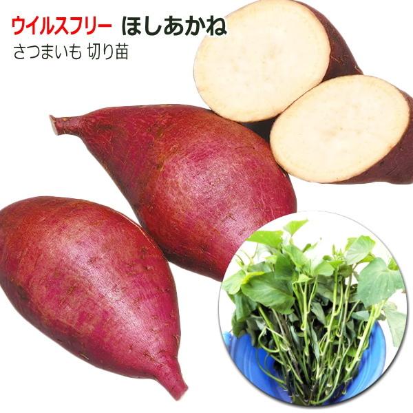 干し芋用さつまいも 【 ほしあかね 】 切り苗　透明感のある ポッテ ポテ 干し芋に♪淡橙色で良食味の干しいも用新品種！果肉にカロテンが含まれるため、淡橙色を帯び、シロタの発生もほぼありません。透明感のある良質でおいしい干しいもができます。...