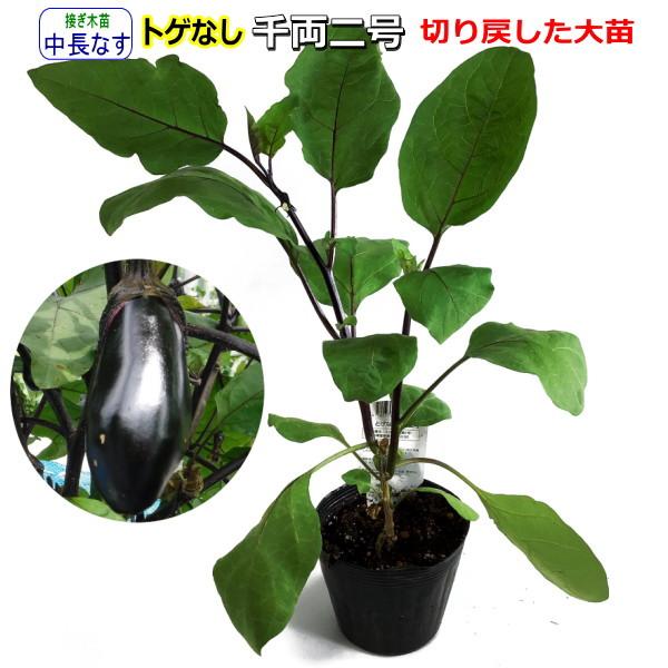 【農林水産省 登録品種（登録名：とげなし湖南1号）】接ぎ木　なす 【 とげなし 千両二号 】　ポット苗トゲが無いのが本当に嬉しい！果実のヘタや茎葉などにトゲがない長卵形品種。トゲがないので、安心して収穫・調理ができます。特にヘタのトゲは手に...