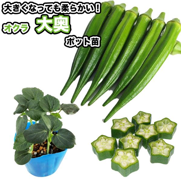 オクラ 【 大奥 】 ポット苗大きくなっても柔らかい ５角オクラ！オクラは、通常開花後8日ほどで8〜10cmに成長し収穫となり、これ以上経過すると硬くて食べられなくなりますが、「大奥」だと開花後8日程までは軟らかく食べられ、サイズも15cm...