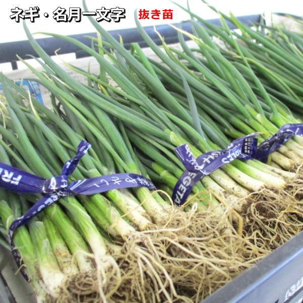 根深ネギ 【 名月一文字 めいげついちもんじ 】 抜き苗　耐暑性に優れ 肉質緻密で甘みが強い夏秋どり種♪濃緑、草丈85〜95cm、葉鞘部35〜40cmとコンパクト。そのため土寄せしやすく、風による倒伏や曲がりが少ない。肉質は緻密で繊維質は少...