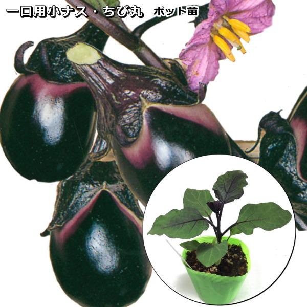 【 一口小なす・ちび丸de 】 ポット苗----------------------------丸タイプ　浅漬け用　一口小なす！　　果皮色が良くやわらかい一口用小ナス。浅漬け用としても好評です。-----------------------...